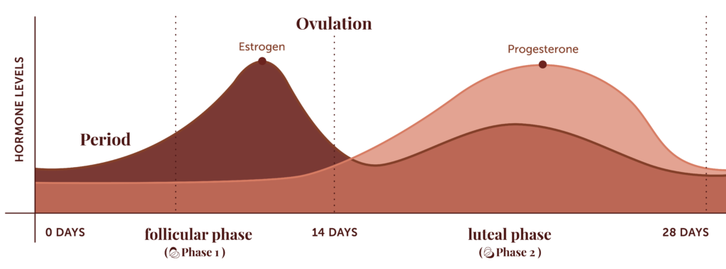 The Four Phases of Your Menstrual Cycle - Nourished By Nutrition