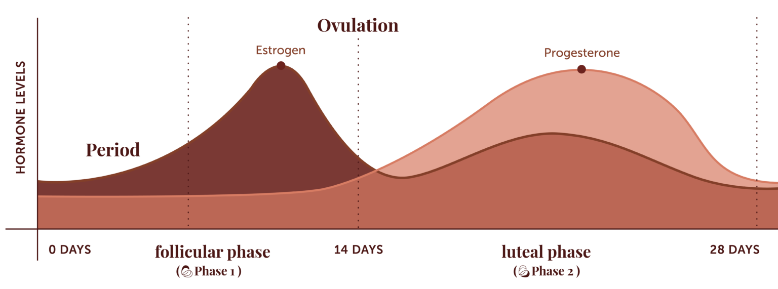 The Four Phases of Your Menstrual Cycle - Nourished By Nutrition